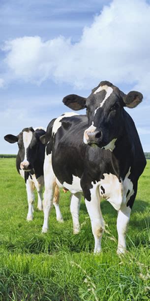 Products High Energy Feed Tubs Scotmin Nutrition