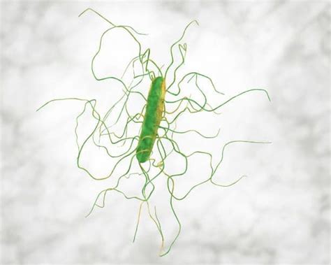 Navigating Dual Infections Managing Helicobacter Pylori And C Difficile