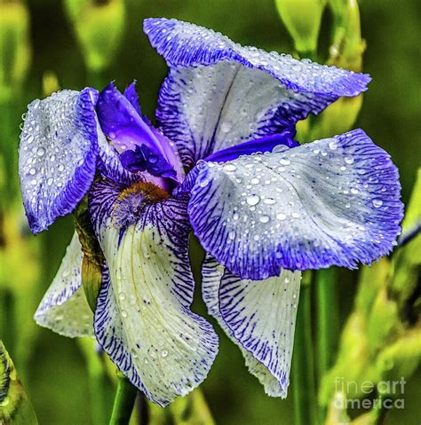 Vibrant Iris After The Rain Photograph By Cindy Treger Pixels