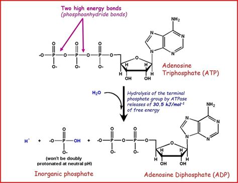 Adenosine Triphosphate