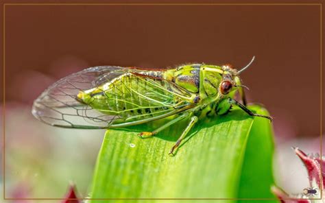 Types Of Cicadas Different Cicada Species Insectic