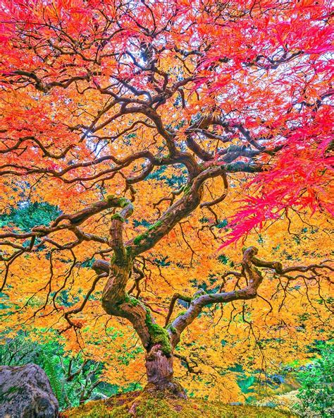 Autumn Wonder Japanese Maple Tree Mike Putnam Photography