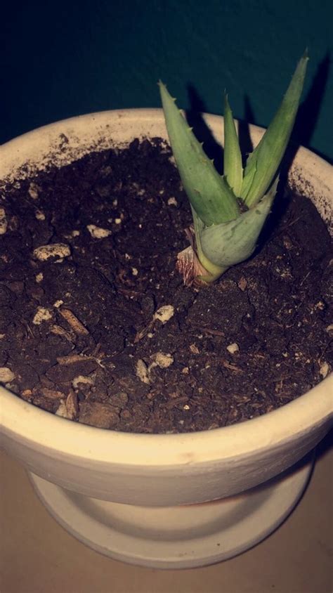 That Cringe Aesthetic On Tumblr