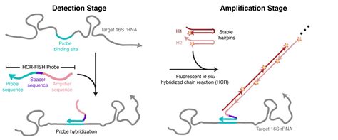 16s Rrna Probe Design For Hcr Fish