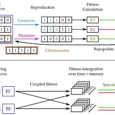 coupled genetic algorithm schematic top schematic of a standard