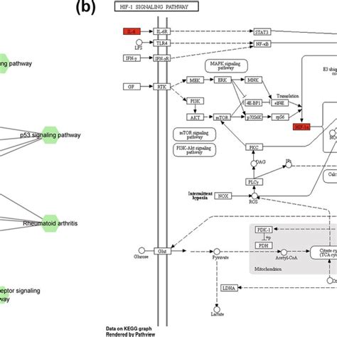 A The Target Signaling Pathway Network The Green Hexagon Nodes
