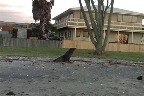 Sunlive Dog Care Warning After Seal Attack The Bays News First