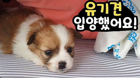 유기견 입양과정과 방법 유기견에서 반려견으로 Youtube