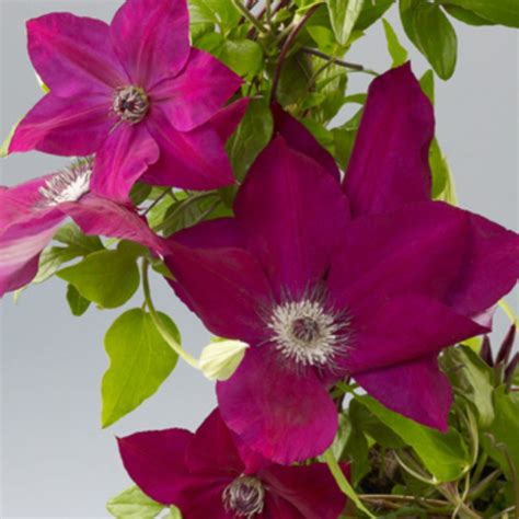 Clematis Garland Hisako Meristēmas
