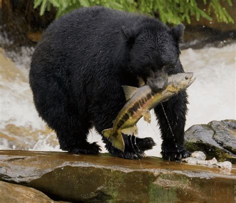 Ketchikan Alaska Wildlife Safari Tour Shore Excursion