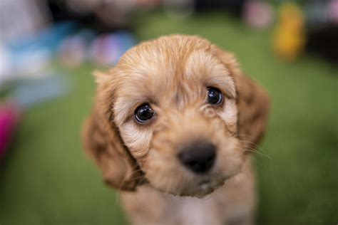 Paws In Work Breed Spotlight Cockapoo