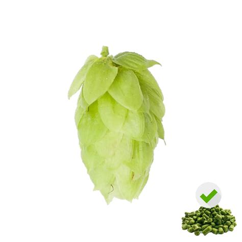 Saaz Hops For Beer Alus Live Aludarislt