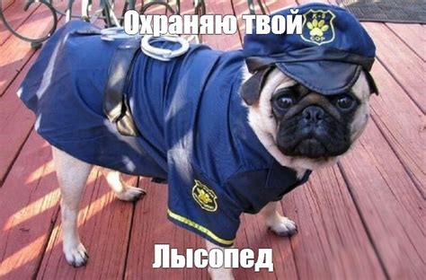 Создать мем собака в полицейской форме американский мопс мопс в