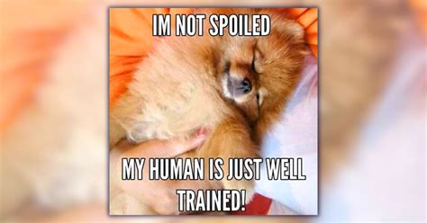 23 Pawdorable Pooch Memes Delivering Doggo Delight During This Silly