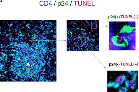 Apoptosis Occurs Predominantly In Hiv 1uninfected Cd4⁺ T Cells A Download Scientific