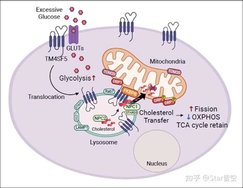 代谢重编程是什么？ 知乎