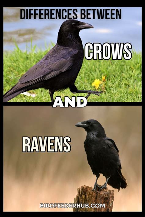 10 Differences Between Crows And Ravens The Difference Between Crow
