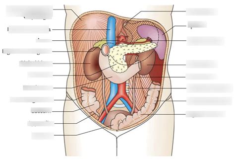 Unit 1 Organs Of The Abdomen Diagram Quizlet