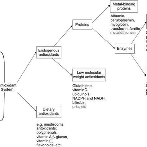 Schematic Representation Of Antioxidant System And Antioxidant Molecules Download Scientific