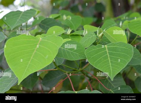 Bleeding Heart Tree Leaves Homalanthus Populifolius Foliage In Close