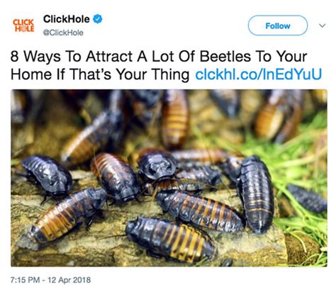 Taxonomy Fail That S Not A Beetle Not Even Remotely A Bee Flickr