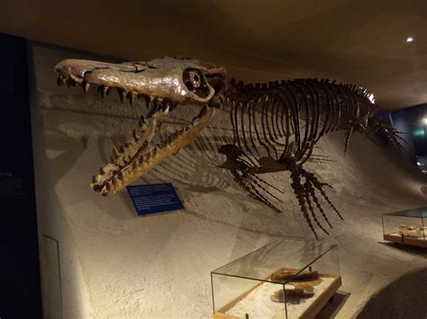 Fantastic Mosasaurus Skeleton In Maastricht A Trip To The Museum