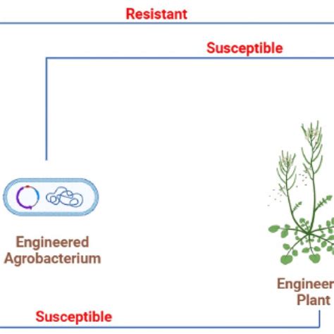 Pdf Agrobacterium‐mediated Transformation For The Development Of