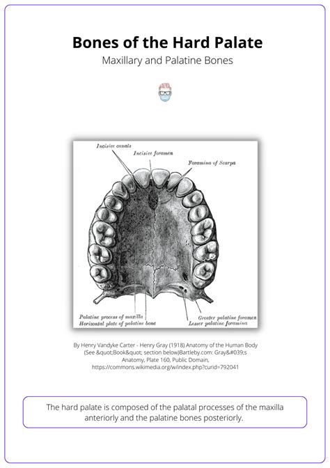 Anatomy Of Palate
