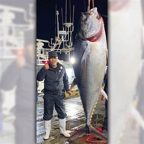 Inside Japans Legendary Tuna Traditions And Heritage Marlin