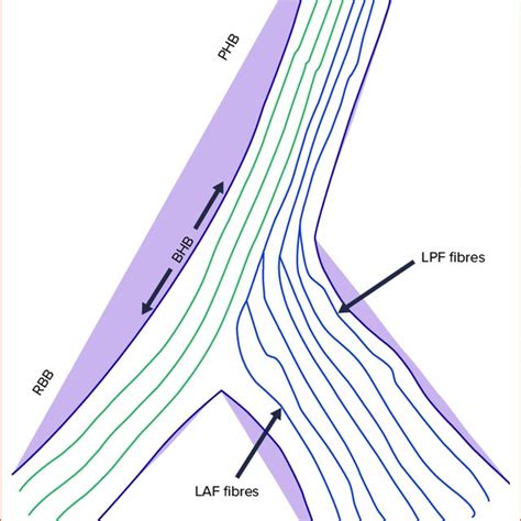 Anatomy Of The Conduction System Download Scientific Diagram