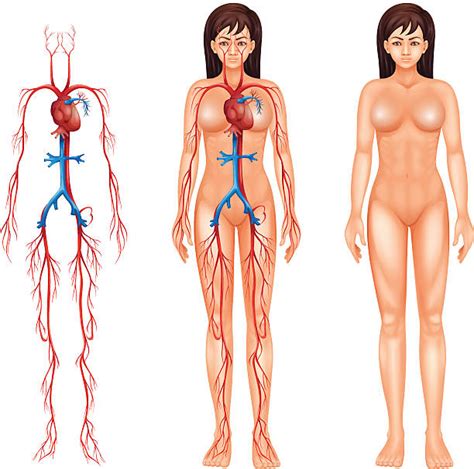 Femoral Artery
