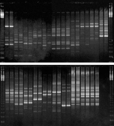 Rapd Electrophoretic Patterns Obtained With Primer Opc 02 In The Upper Download Scientific