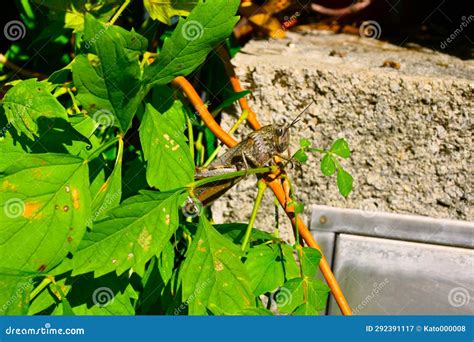 Grey Egyptian Grasshopper Stock Image Image Of Caelifera 292391117