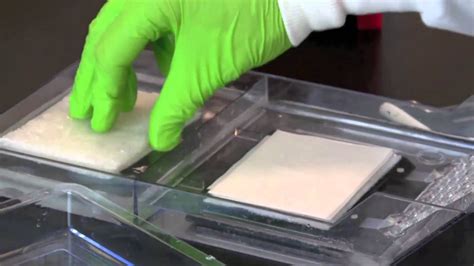 Western Blotting Youtube