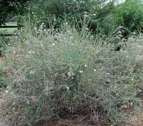 Apache Plume Fallugia Paradoxa 15 Seeds Perennial Shrub White