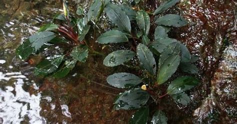 The Rainforests Of Borneo And Southeast Asia Bucephalandra Bogneri From Northern Padawan