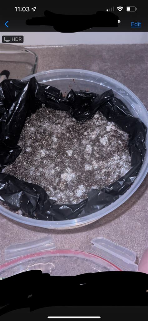 Actives Could I Transfer This Almost Colonized Substrate To A Shoebox Instead Of This