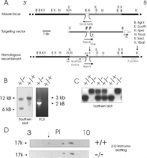 Inactivation Of The Mouse Ubc4 Testis Gene A Design Of Targeting Download Scientific Diagram