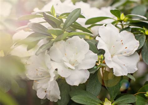 Tanaman Azalea Karakteristik Jenis Dan Fakta Menarik