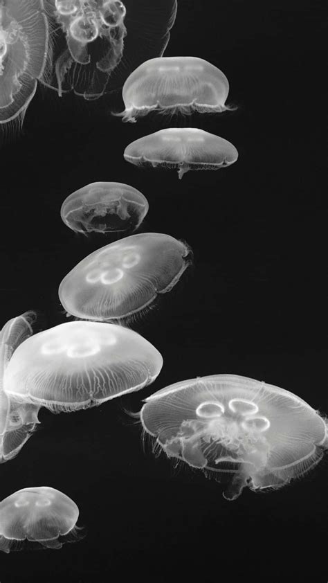 Download Jellyfish Background