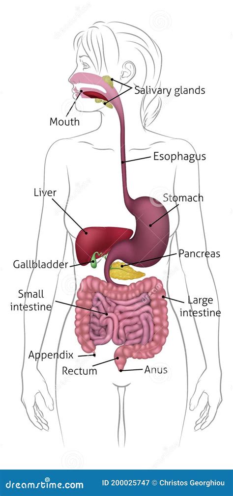 Female Body Diagram Labeled Anatomy System Human Body Anatomy