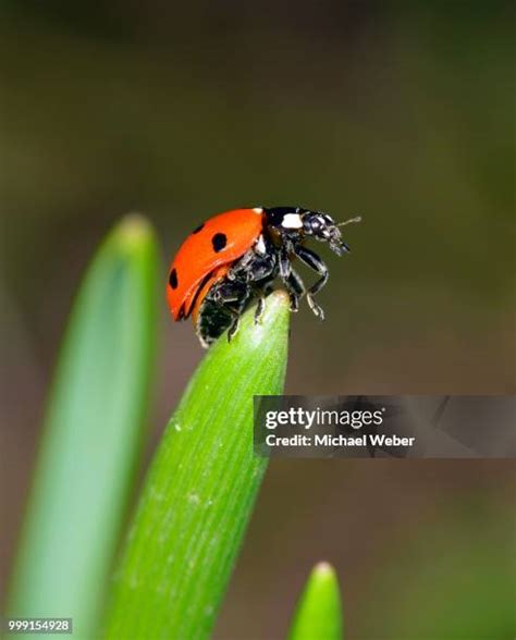 Seven Spot Ladybug Photos And Premium High Res Pictures Getty Images