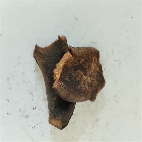 Copra Mold Object Detection Model By Resnet50