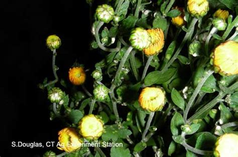 Chrysanthemum White Rust Center For Agriculture Food And The