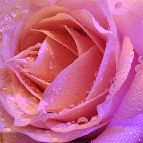 Nova Se Huawei Community