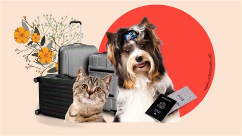 ¡migrar Con Una Mascota Es Posible Mujeres Expatriadas
