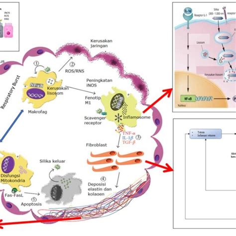 Immunopathogenesis Of Silicosis Download Scientific Diagram