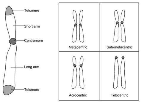 Centromere Structure