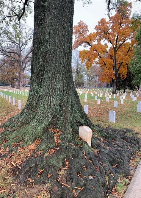 Sleep R Treessuckingonthings