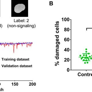 Training Procedure And The Performance Of The Classification Network Download Scientific
